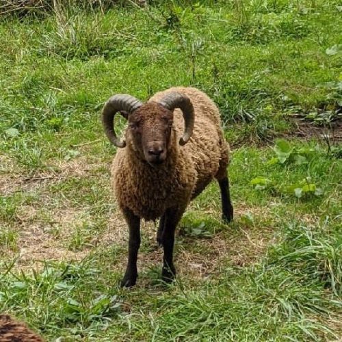 Why You Should Consider Shetland Sheep And Kinder Goats - Grit